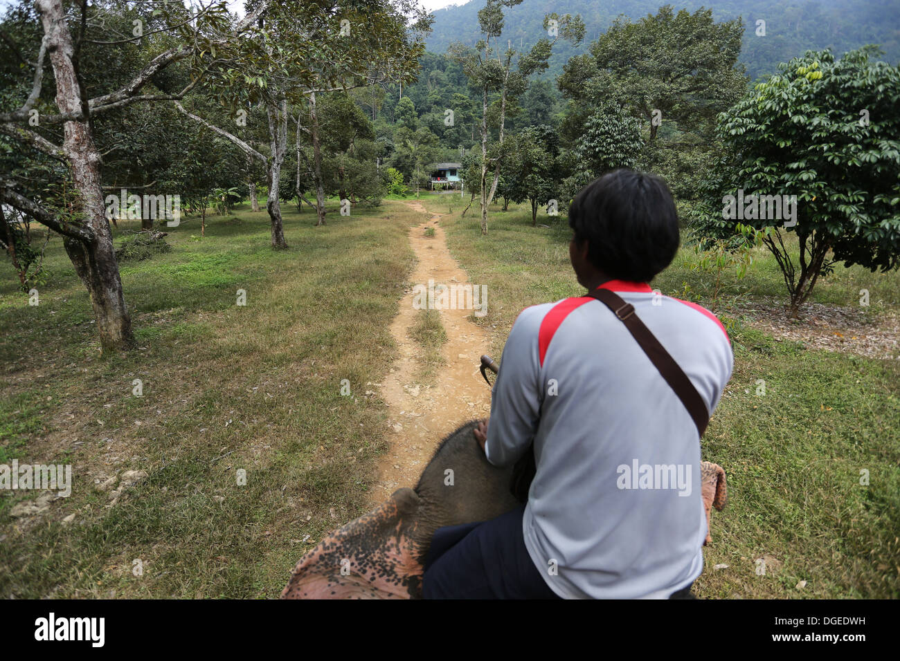 Koh Chang Elephant Sanctuary,Thailand Stock Photo - Alamy