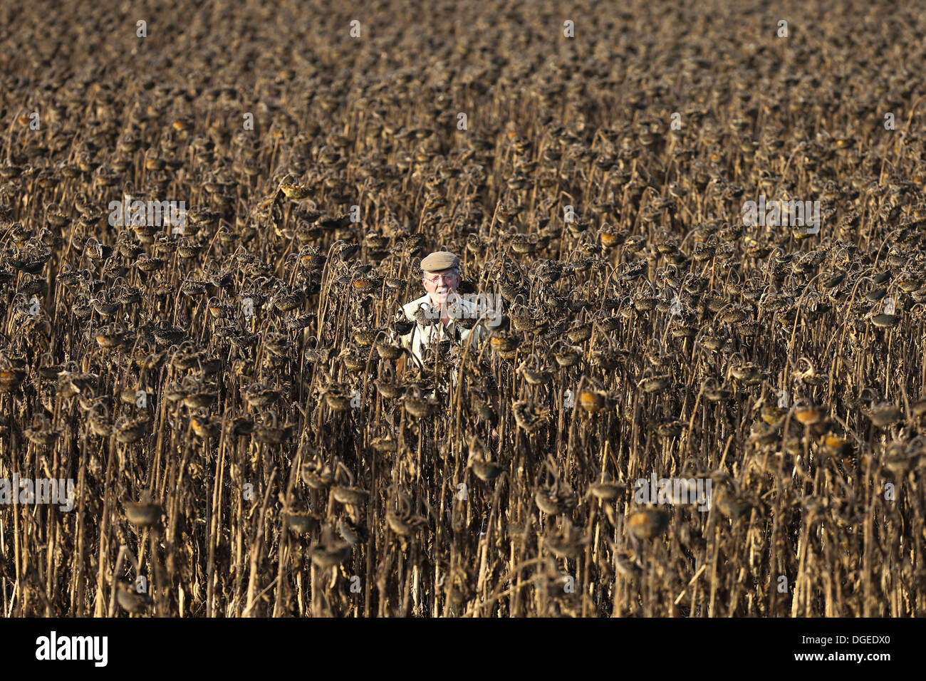 NICHOLAS WATTS CHECKING HIS CROP OF SUNFLOWERS ON HIS FARM SPALDING ...