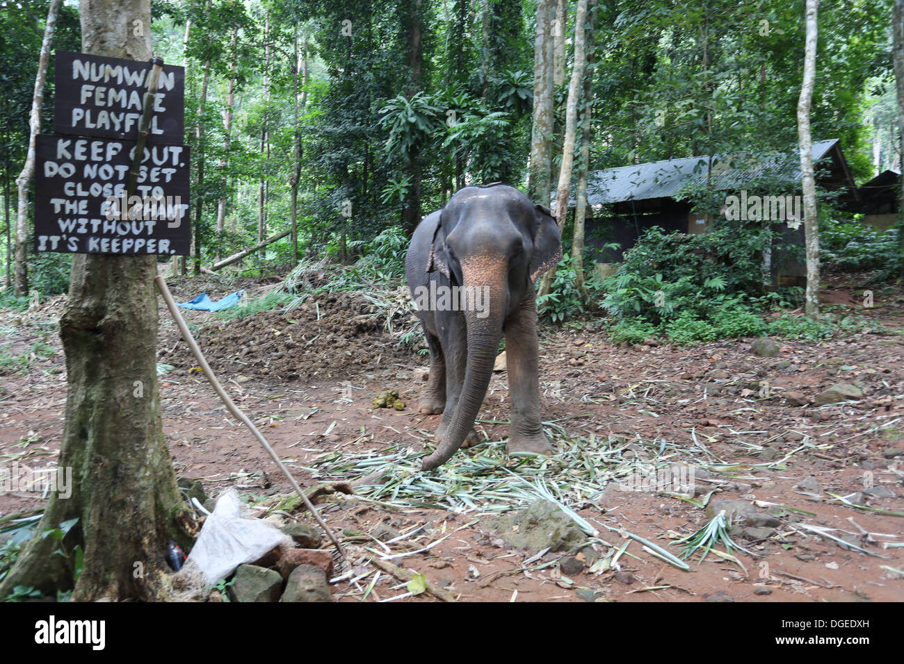 Koh Chang Elephant Sanctuary,Thailand Stock Photo - Alamy