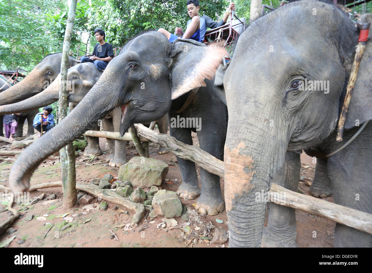 Koh Chang Elephant Sanctuary,Thailand Stock Photo - Alamy