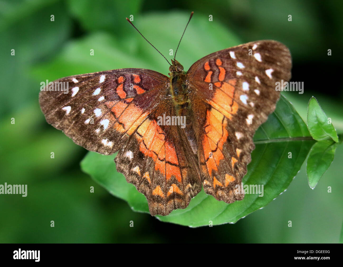 Scarlet peacock anartia amathea hi-res stock photography and images - Alamy