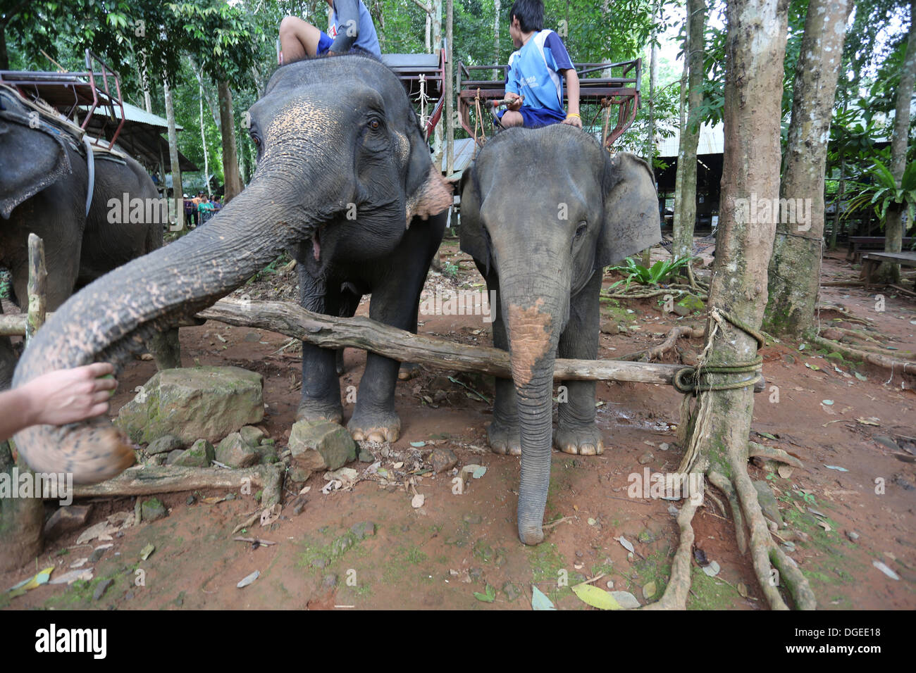 Koh Chang Elephant Sanctuary,Thailand Stock Photo - Alamy