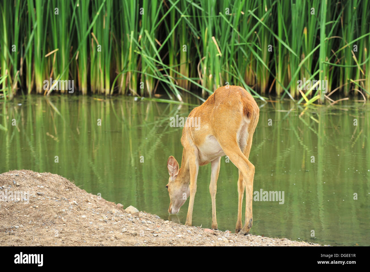 Deer Drinking from lake Stock Photo - Alamy