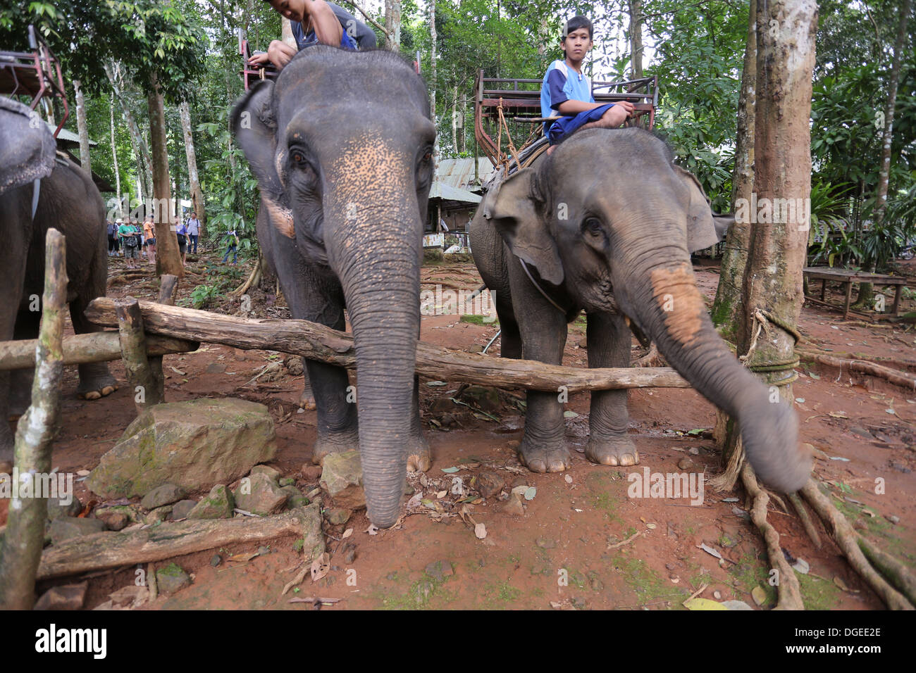 Koh Chang Elephant Sanctuary,Thailand Stock Photo - Alamy