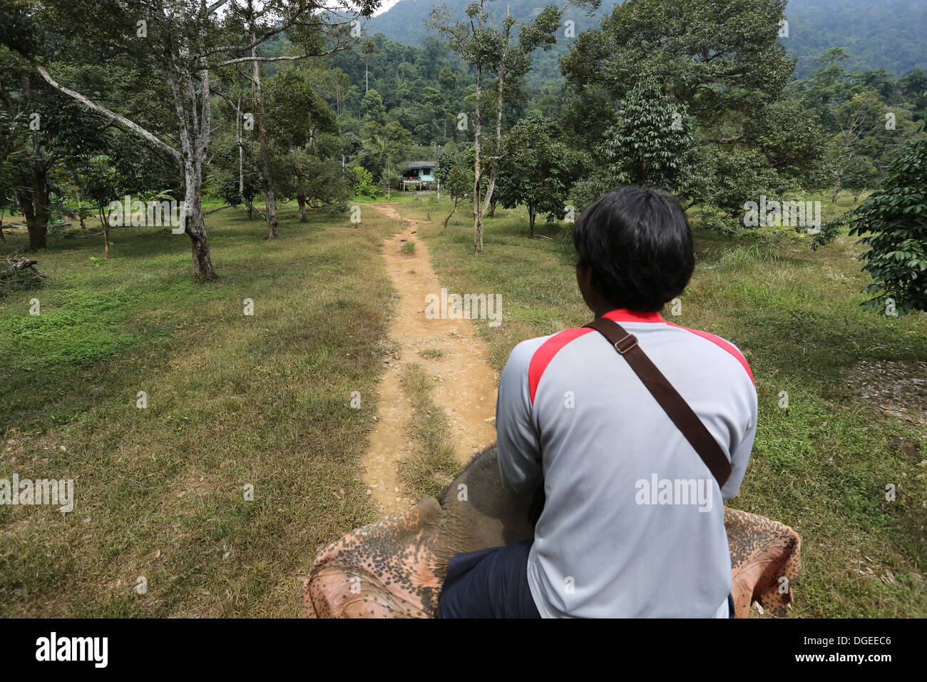 Koh Chang Elephant Sanctuary,Thailand Stock Photo - Alamy