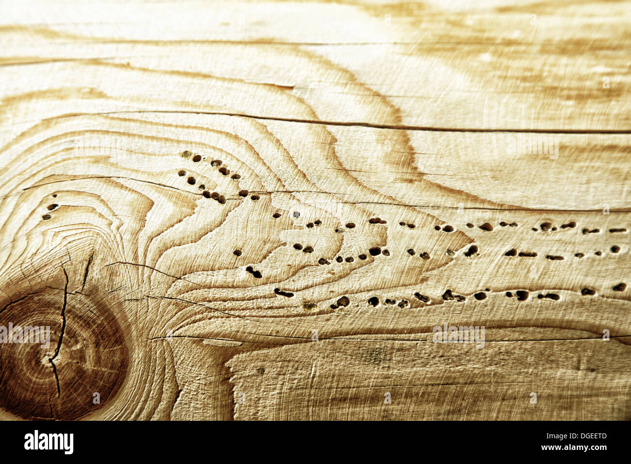 Texture background wooden planks eaten by wood worm, woodworm track ...
