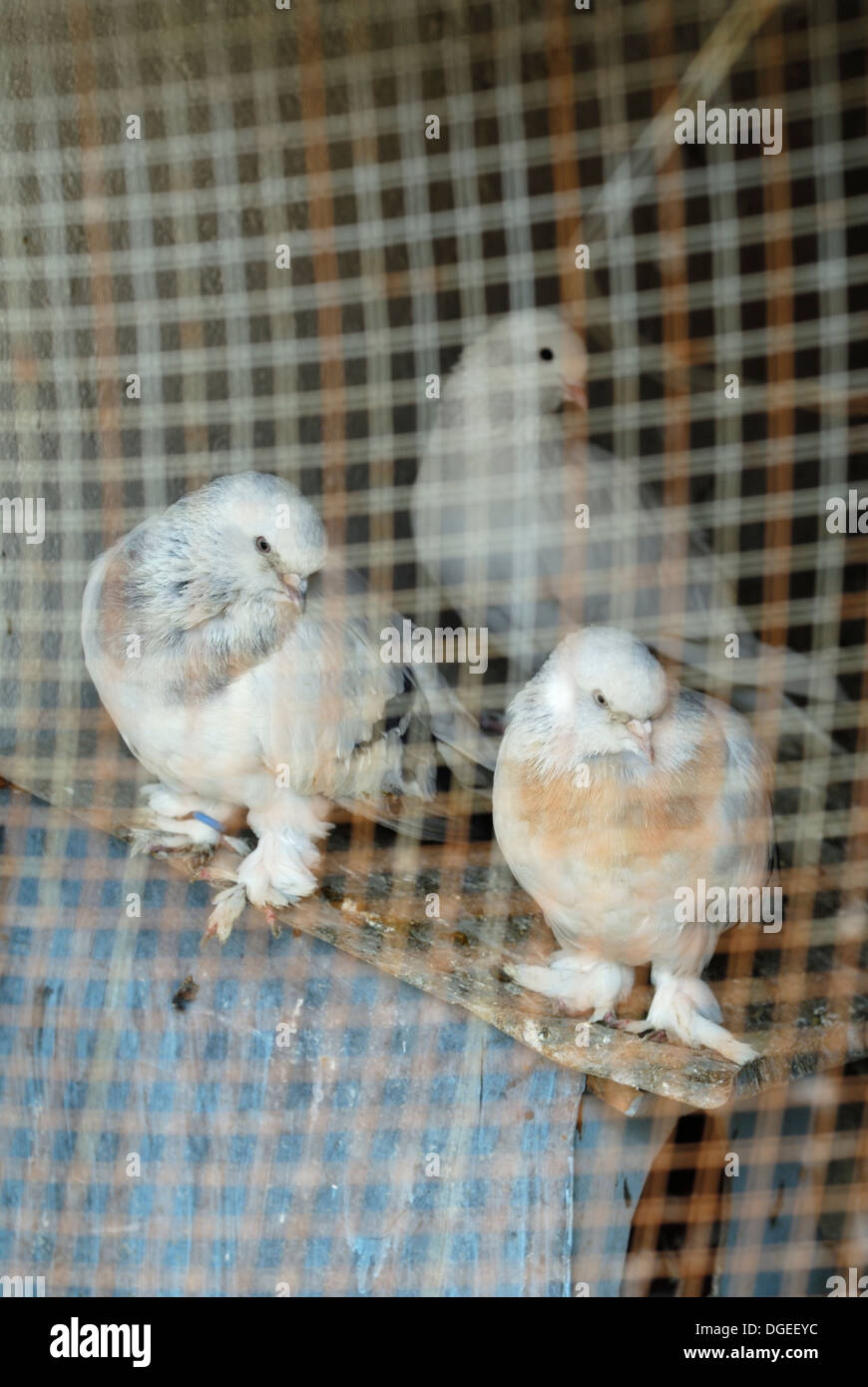 Pigeons in cage coop hi-res stock photography and images - Alamy