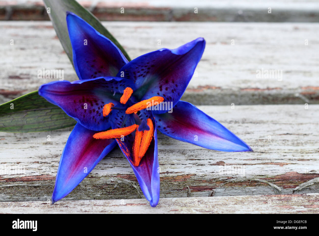 Single blue cocktail lily flower on weathered wooden bench slats Stock ...