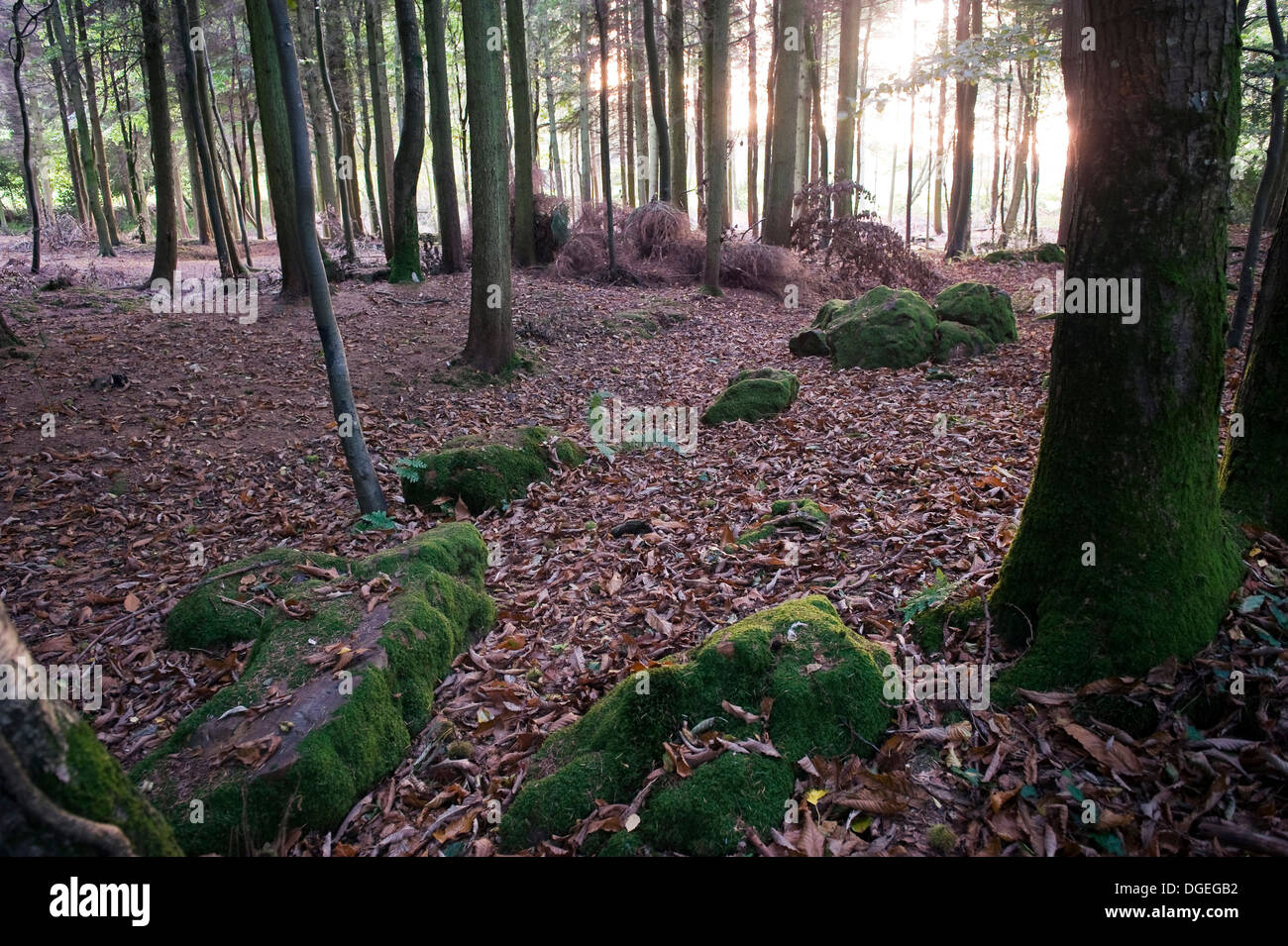 Rempstone (ruined) Bronze Age Stone Circle in Rempstone Woods in the ...