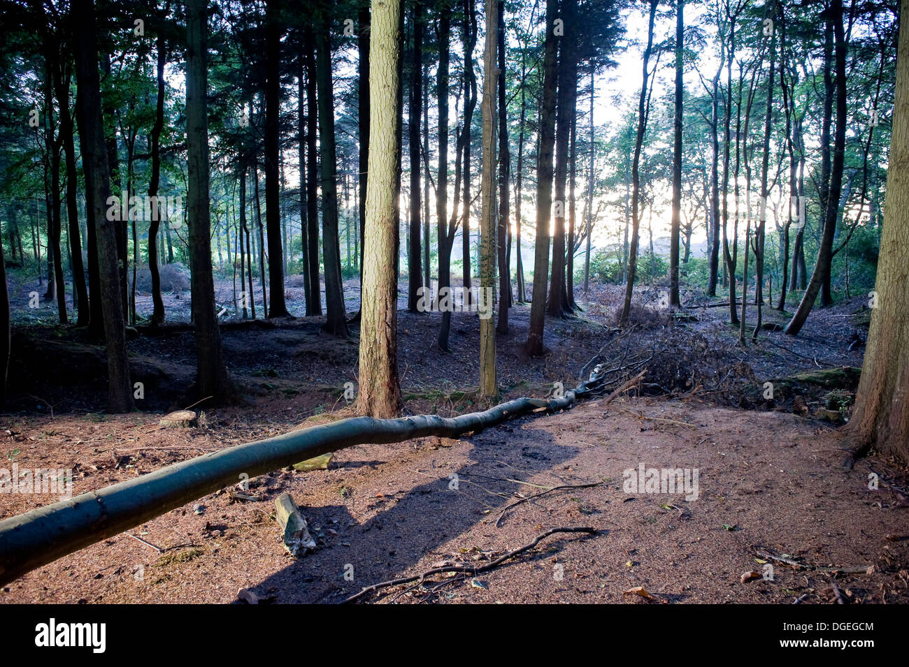 Rempstone (ruined) Bronze Age Stone Circle in Rempstone Woods in the ...