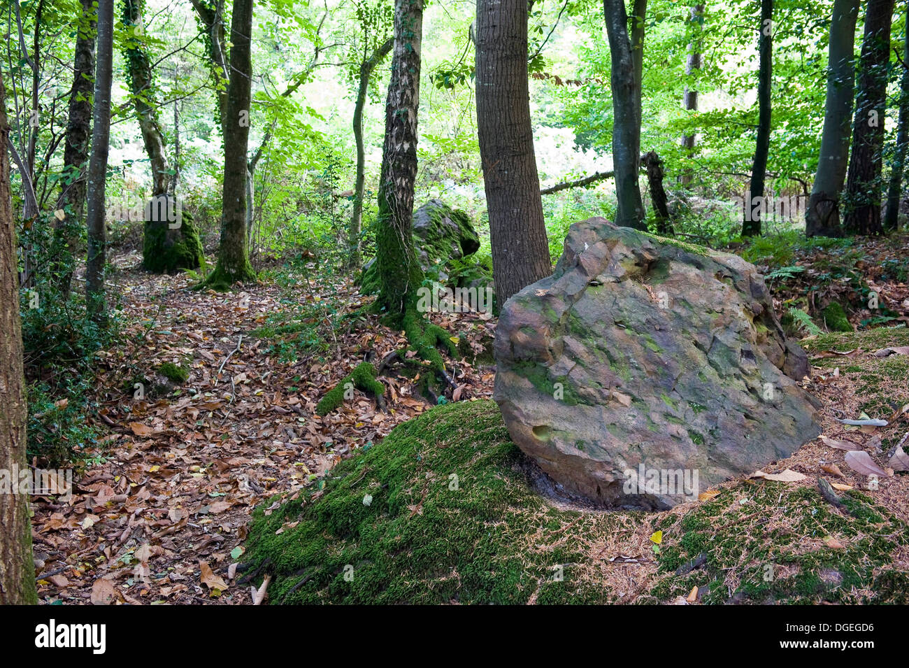 Rempstone (ruined) Bronze Age Stone Circle in Rempstone Woods in the ...