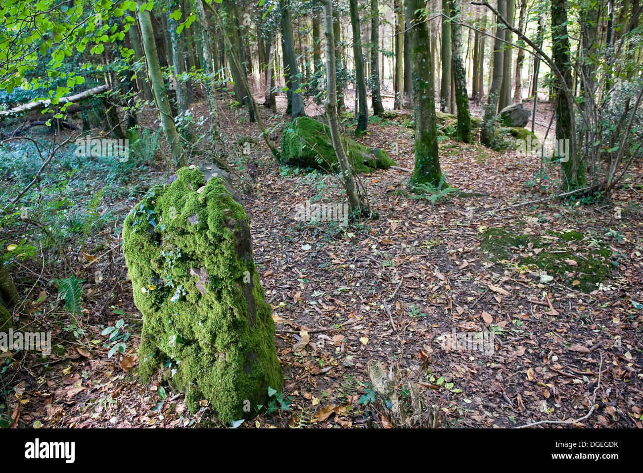 Rempstone (ruined) Bronze Age Stone Circle in Rempstone Woods in the ...