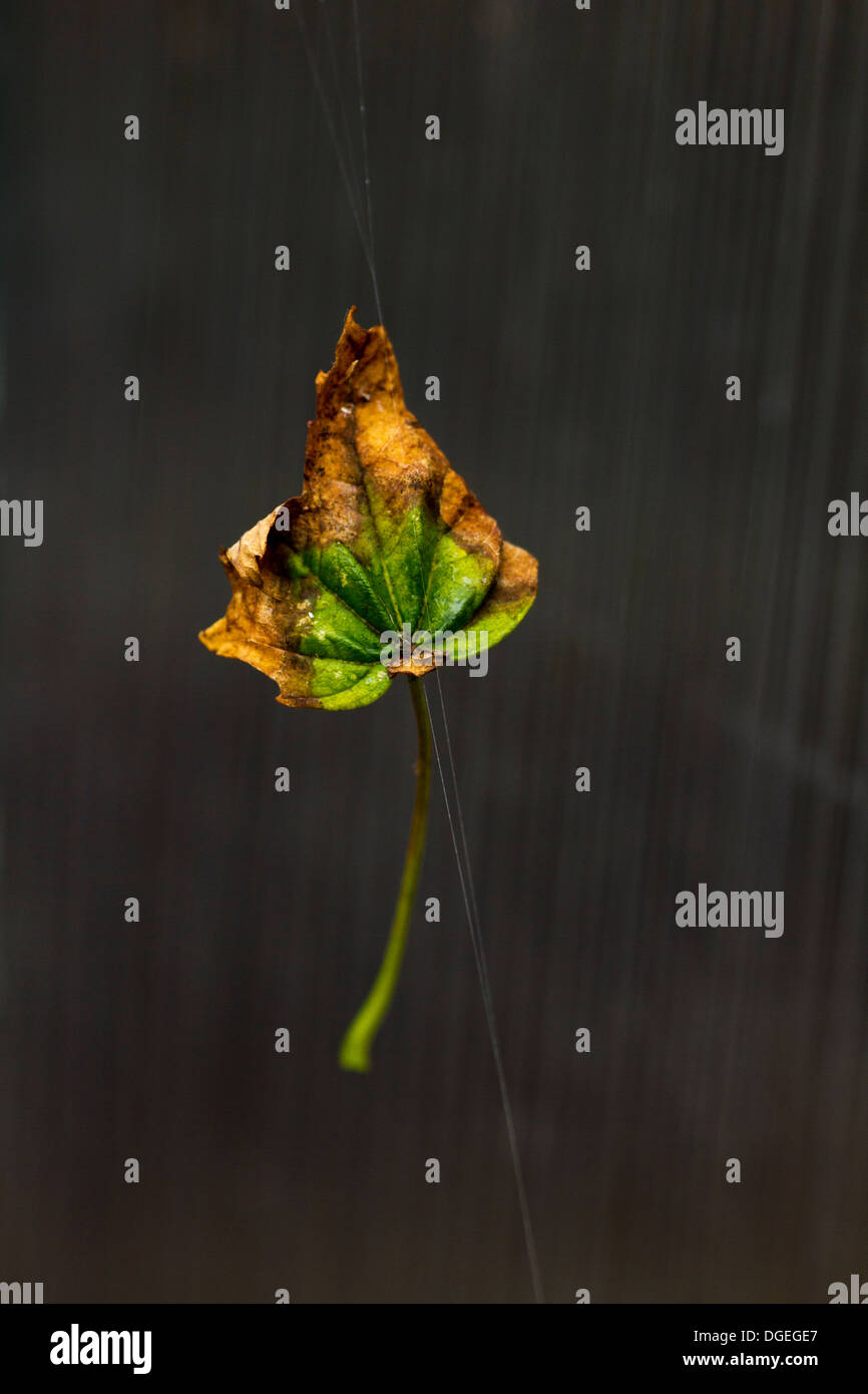 Falling leaf hi-res stock photography and images - Alamy