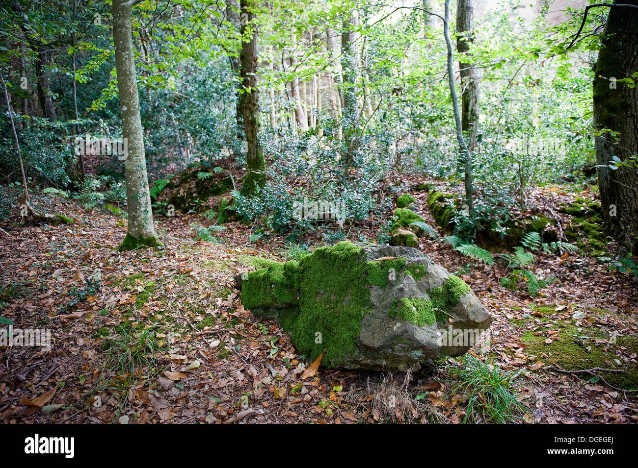 Rempstone (ruined) Bronze Age Stone Circle in Rempstone Woods in the ...
