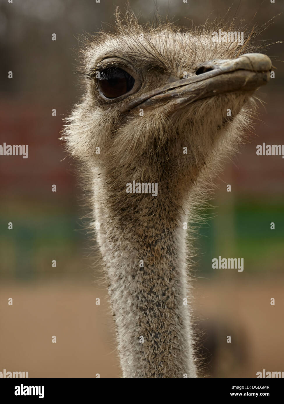 Ostrich animal hi-res stock photography and images - Alamy