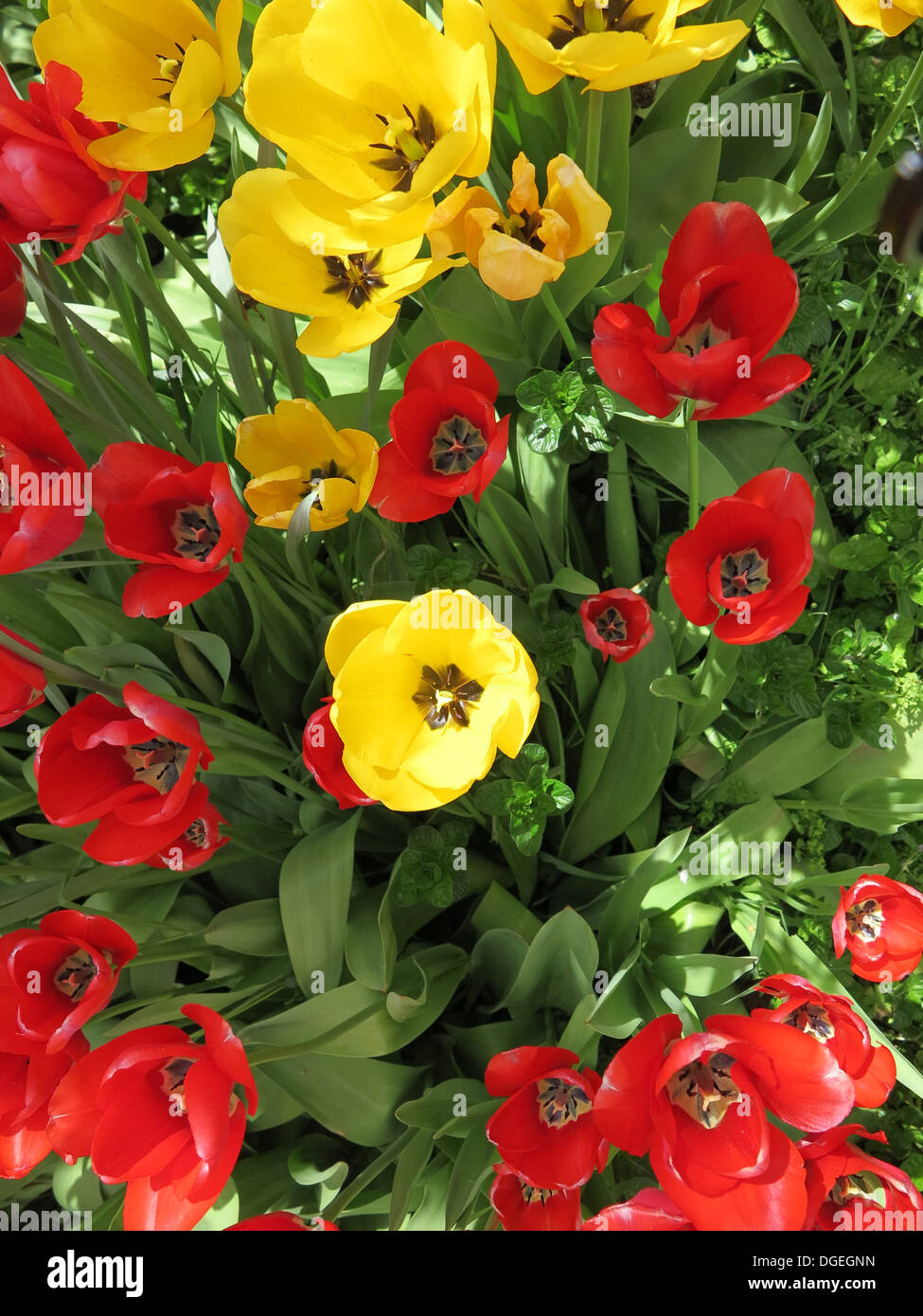 Beautiful shot yellow red hi-res stock photography and images - Alamy