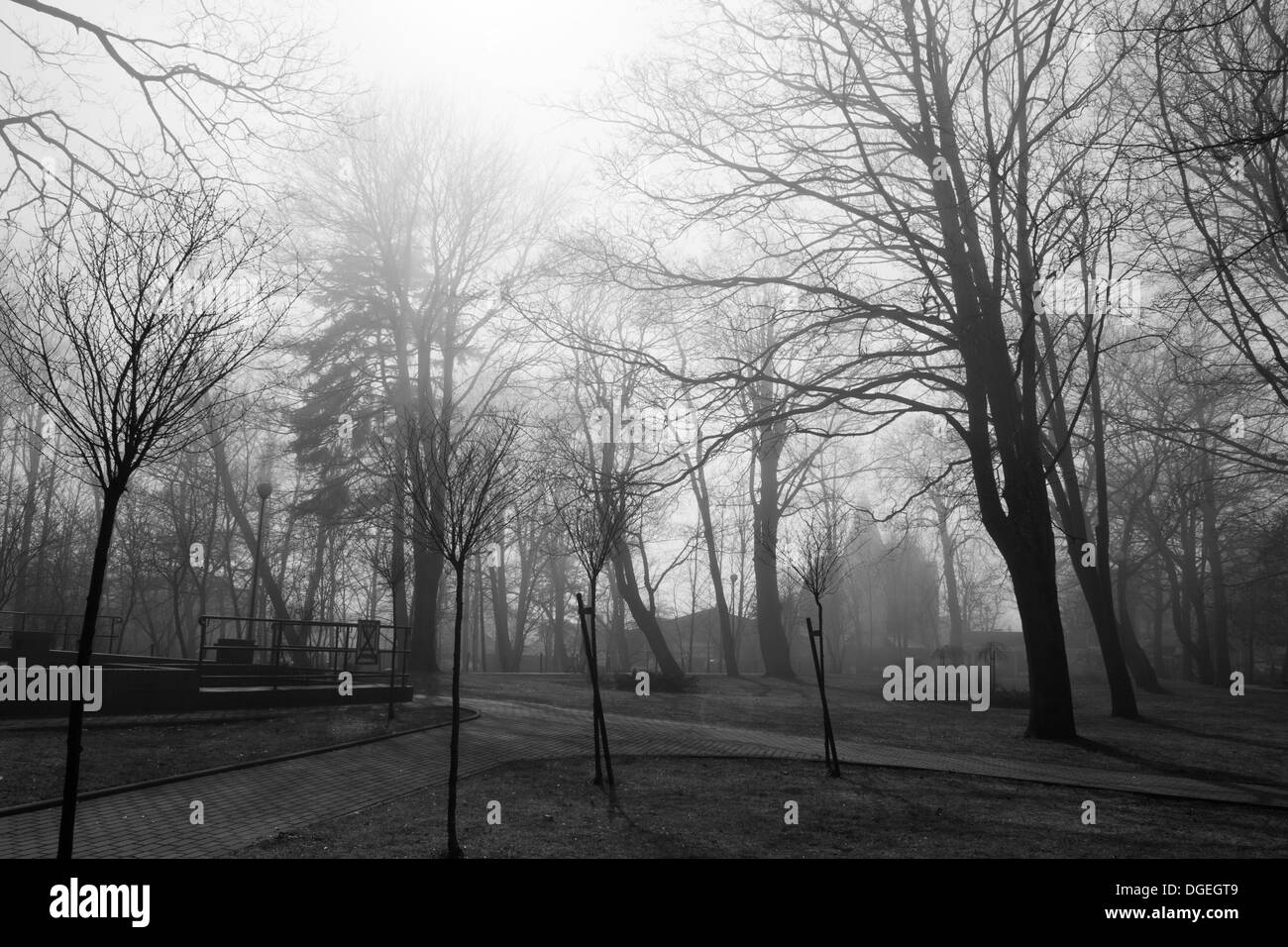 Mist rolling in from the beach through the trees Stock Photo - Alamy