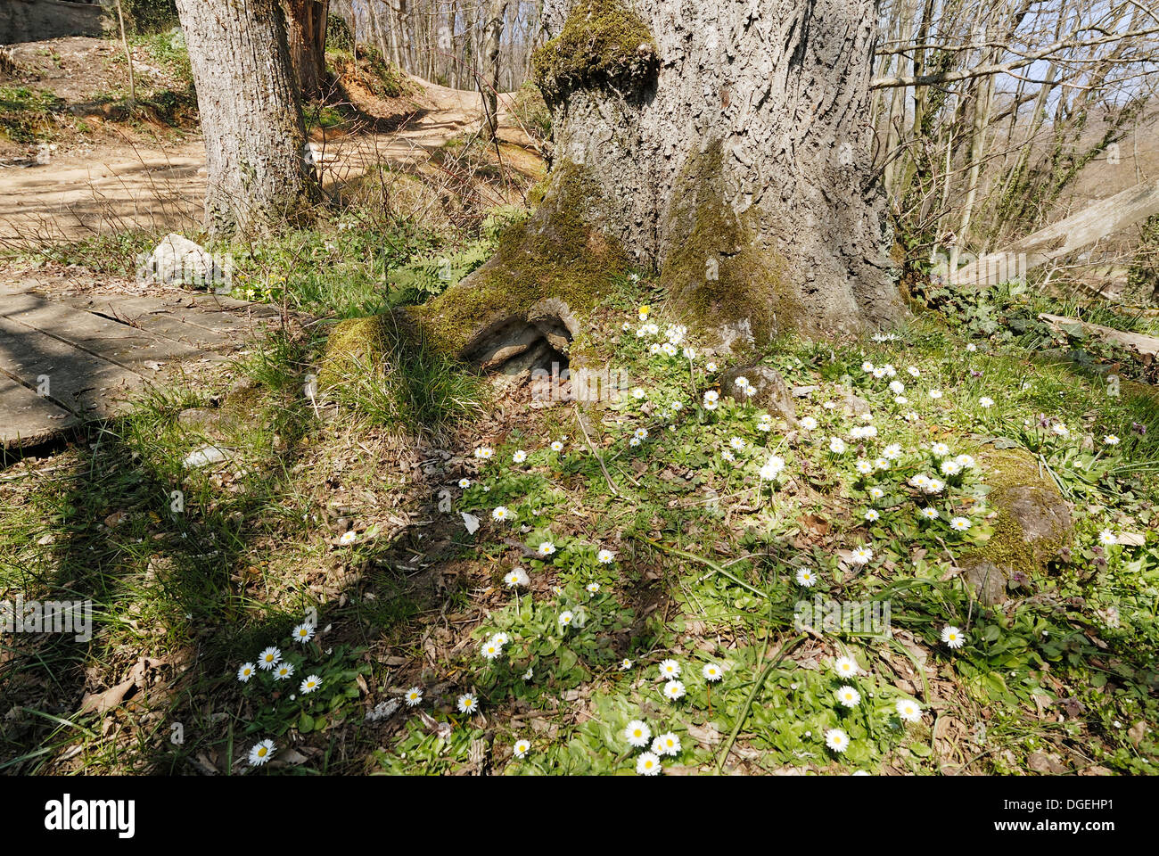 Belgrad forest istanbul turkey hi-res stock photography and images - Alamy