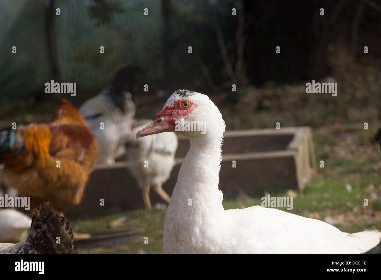 Baby duck farm animal hi-res stock photography and images - Alamy