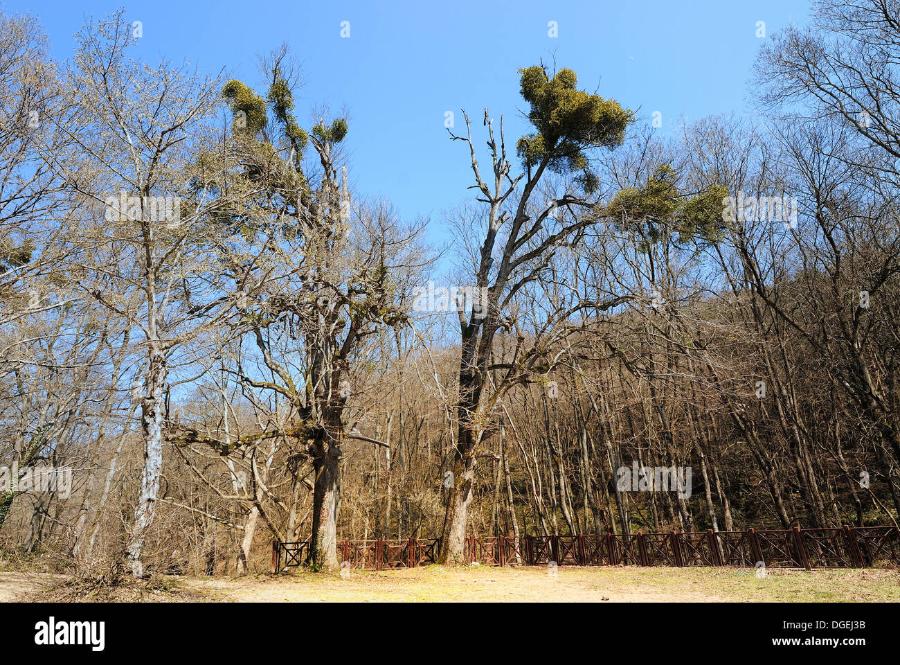 Trees in Belgrad Forest, Istanbul, Turkey Stock Photo - Alamy