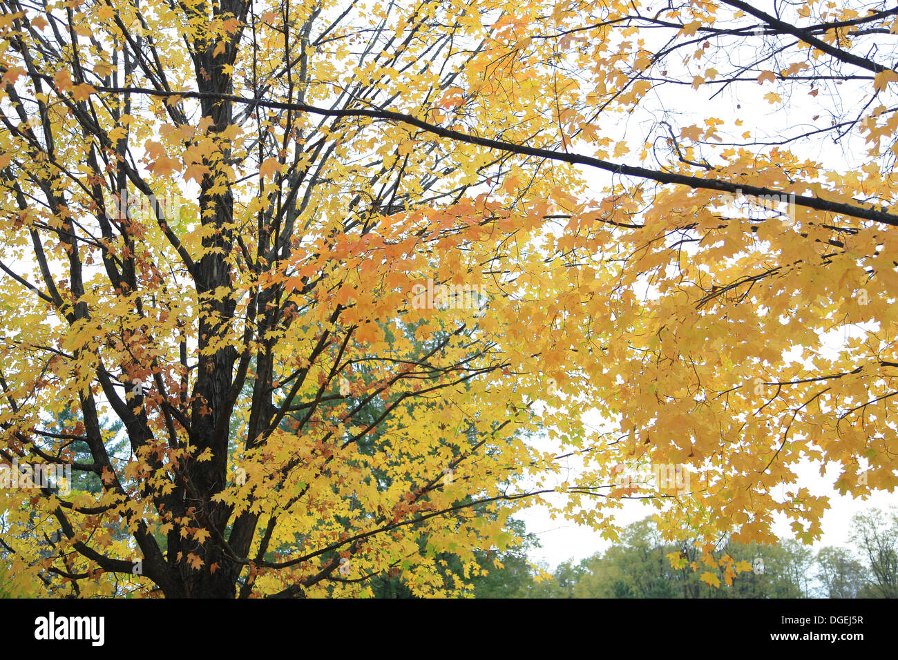 Change yellow cedar hi-res stock photography and images - Alamy