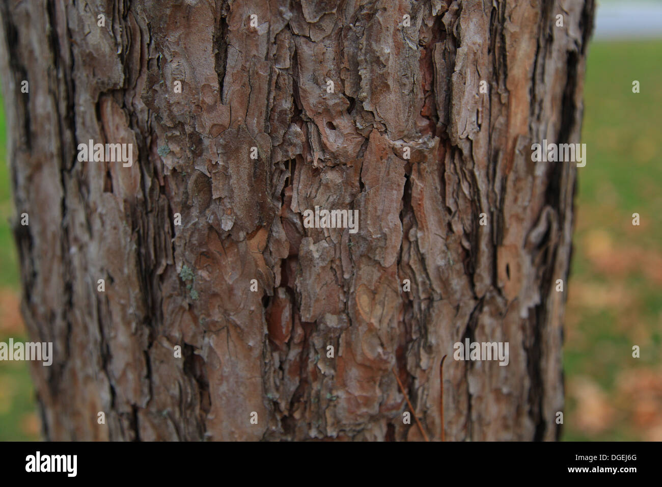 Spore tree hi-res stock photography and images - Alamy