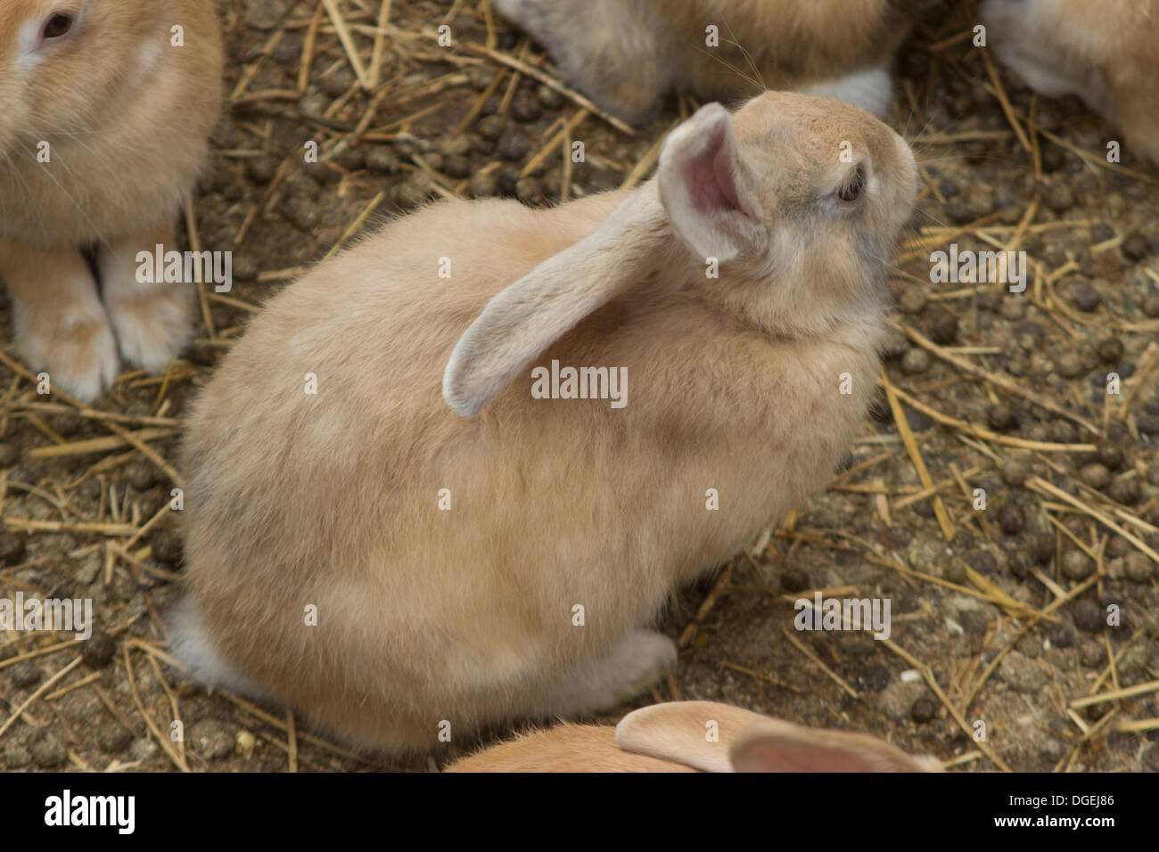 Rabbit in a farm Stock Photo - Alamy