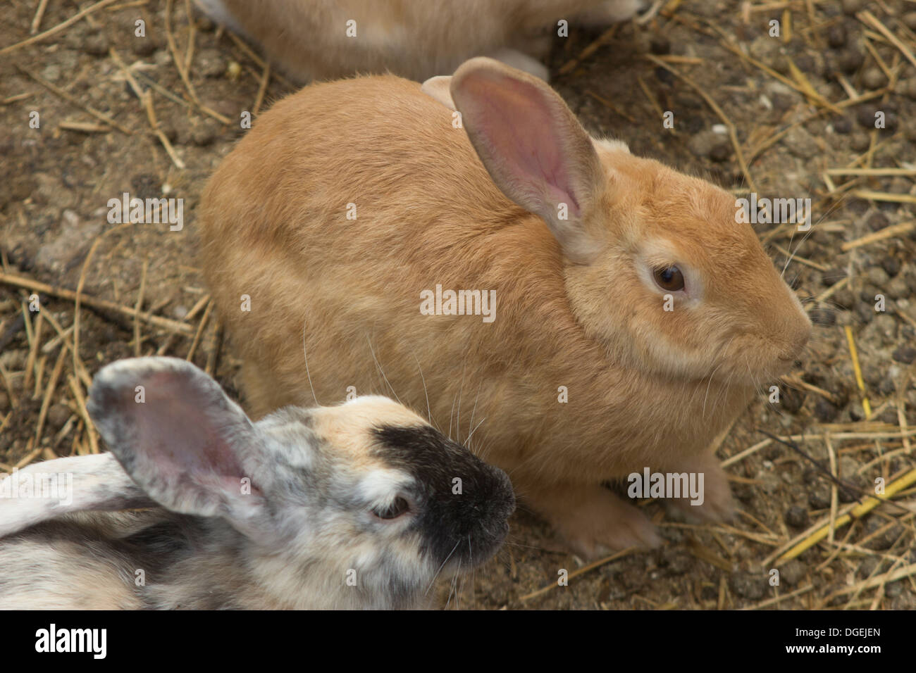 Rabbit in a farm Stock Photo - Alamy