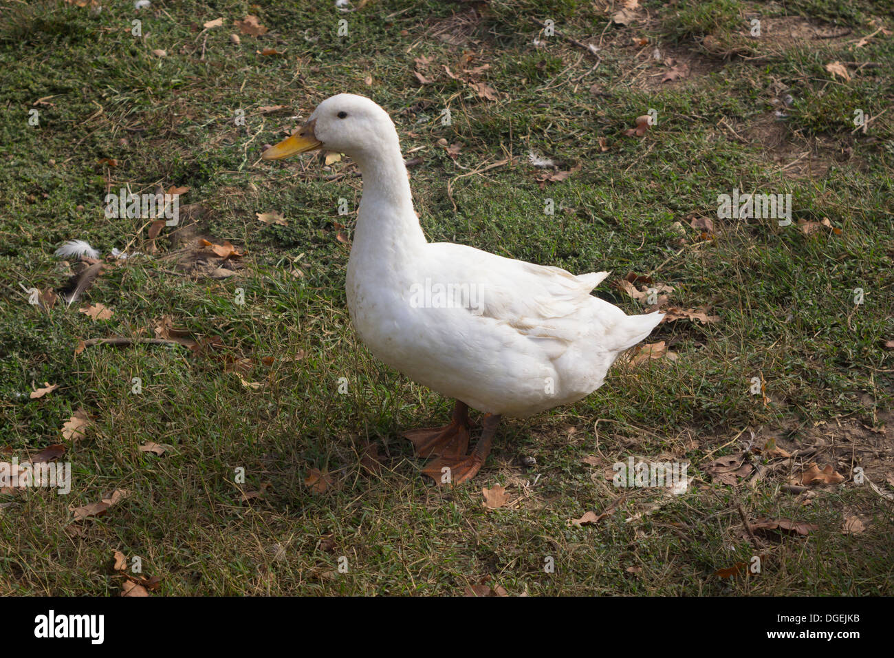 Duck in a farm Stock Photo - Alamy