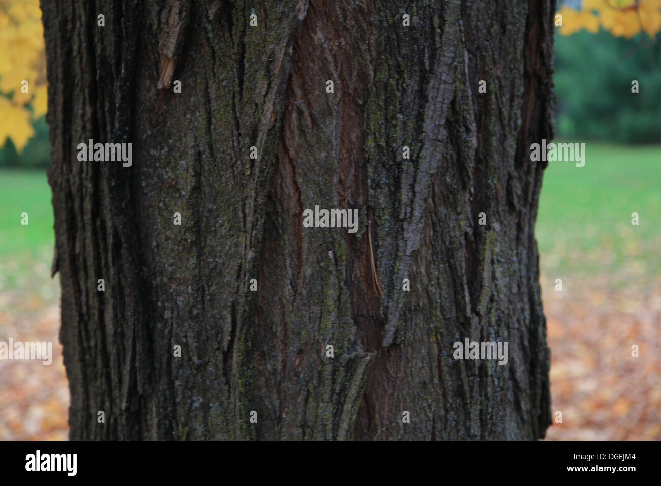 Trunk pattern hi-res stock photography and images - Alamy
