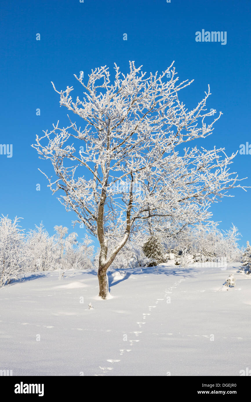 Spar tree hi-res stock photography and images - Alamy