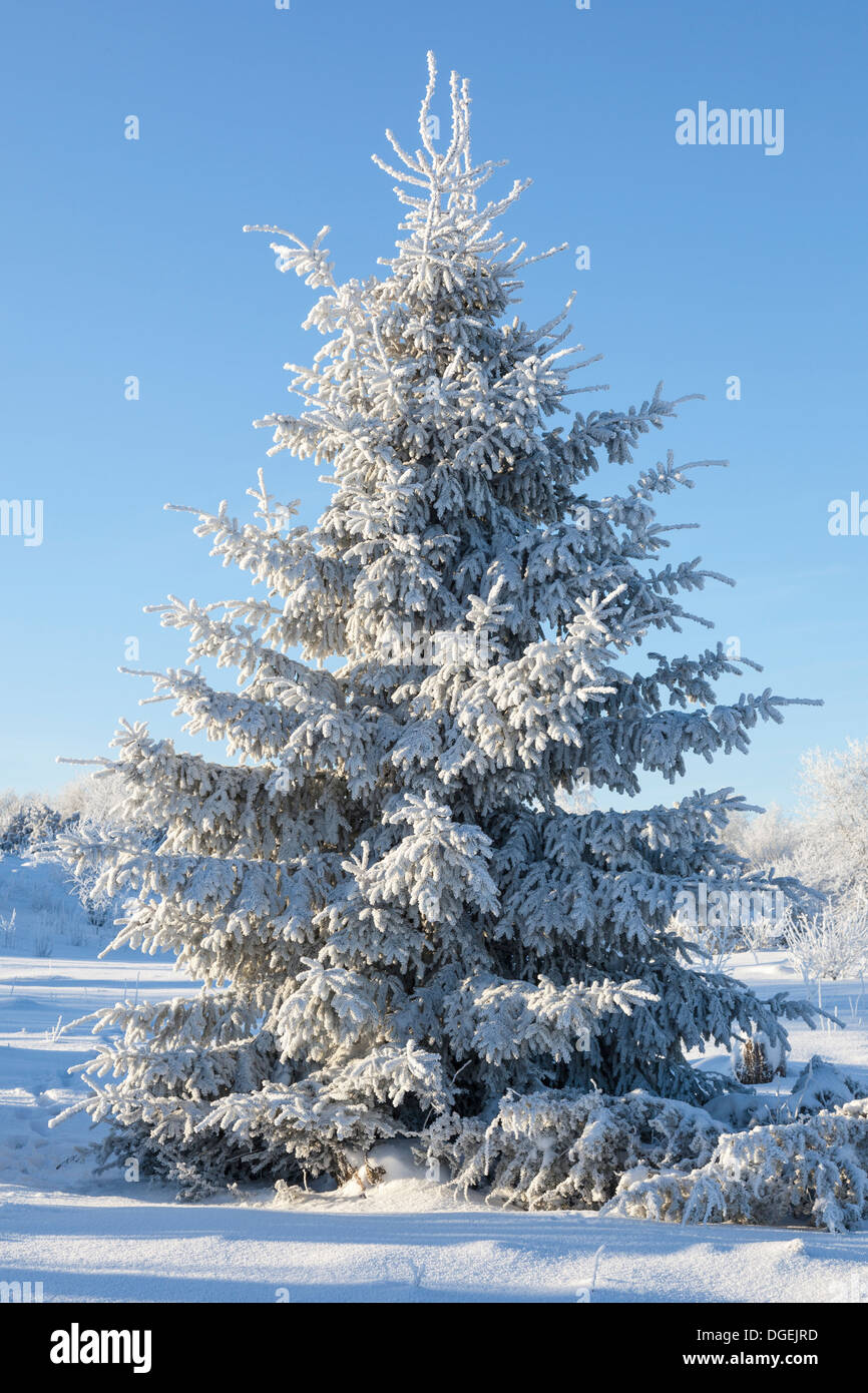 Spruce tree with hoarfrost Stock Photo - Alamy