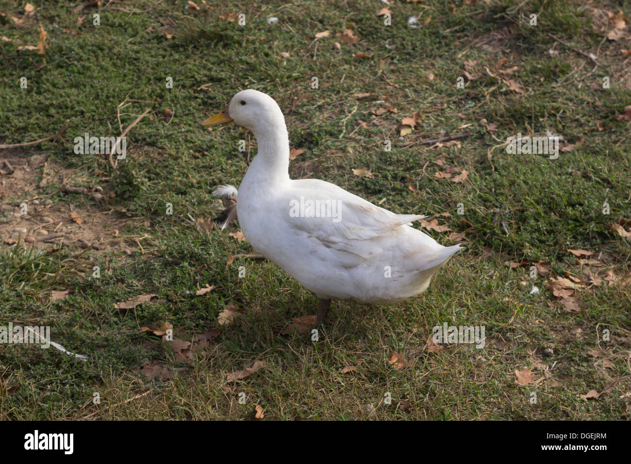 Duck in a farm Stock Photo - Alamy