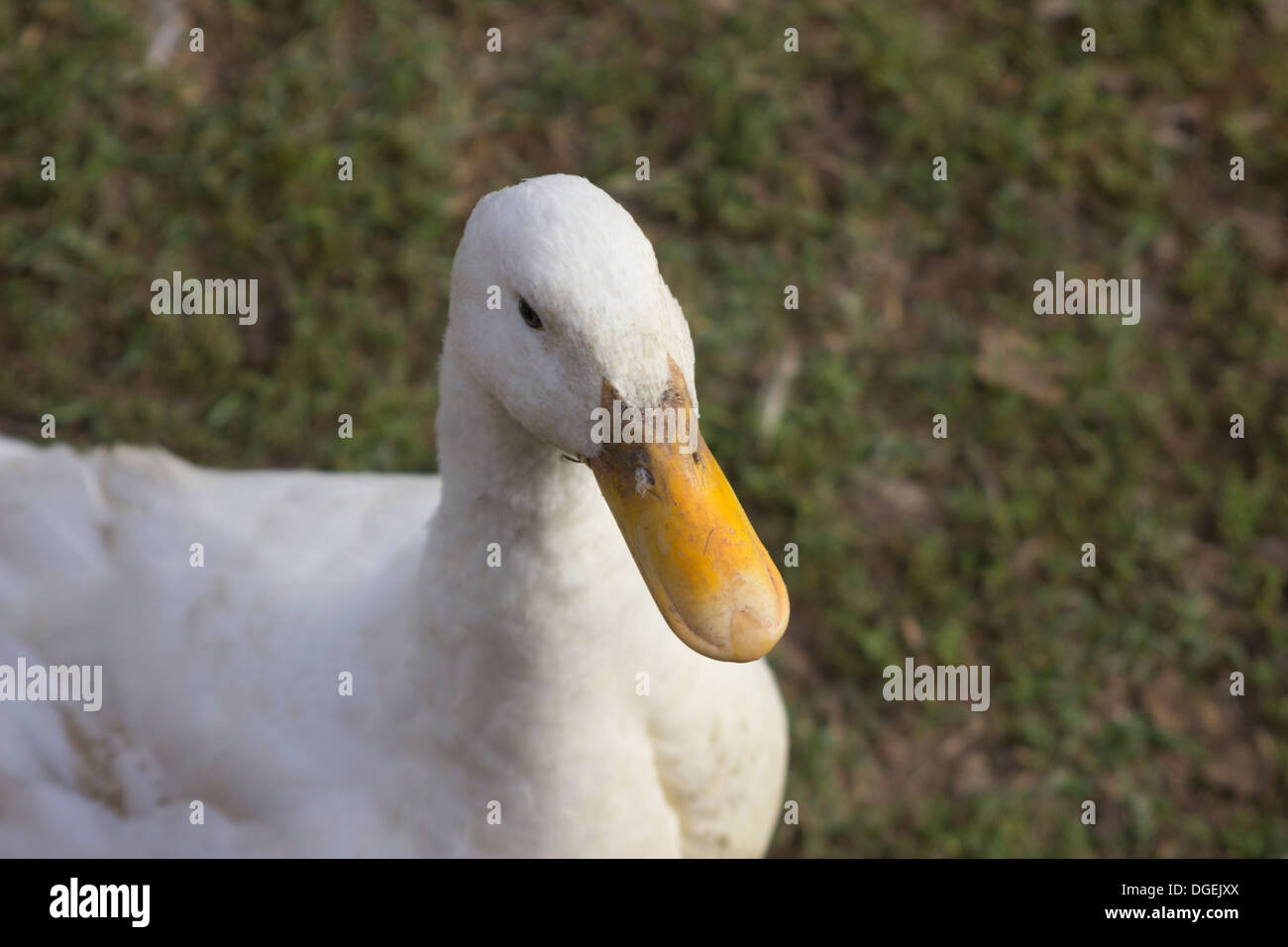 Duck in a farm Stock Photo - Alamy