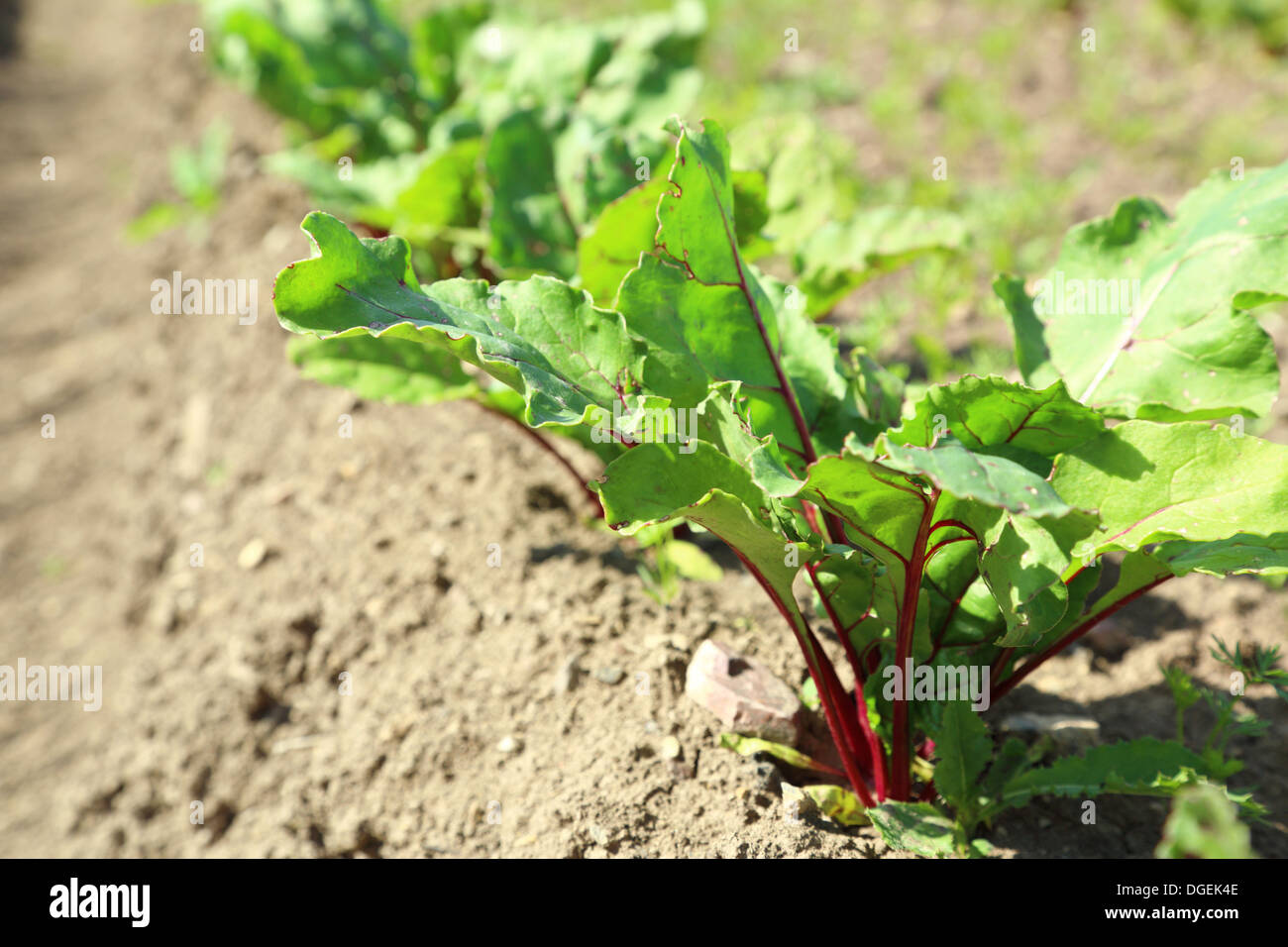 Young beetroot growing on soil Stock Photo - Alamy