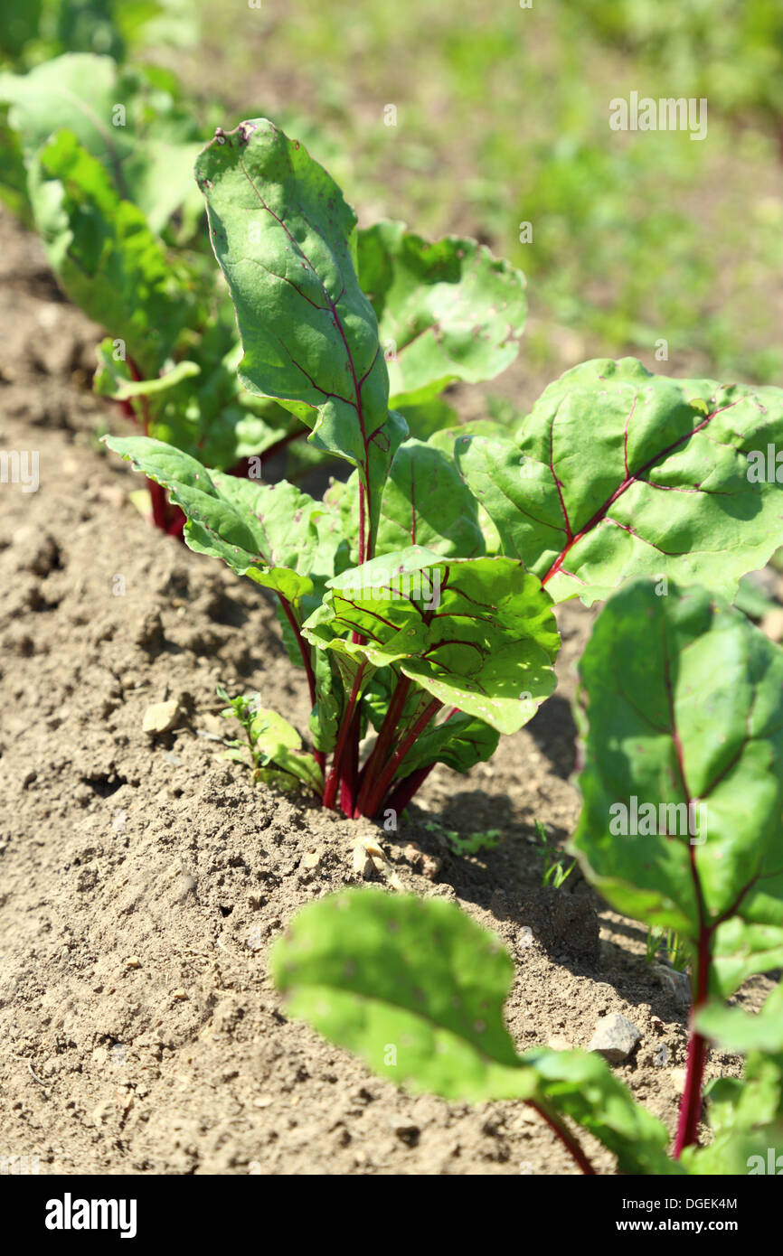 Young beetroot growing on soil Stock Photo - Alamy