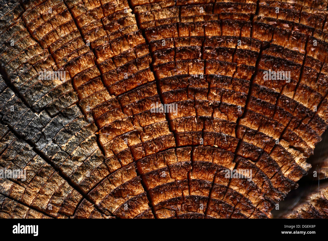 Wooden background with cracked annual growth ring Stock Photo - Alamy