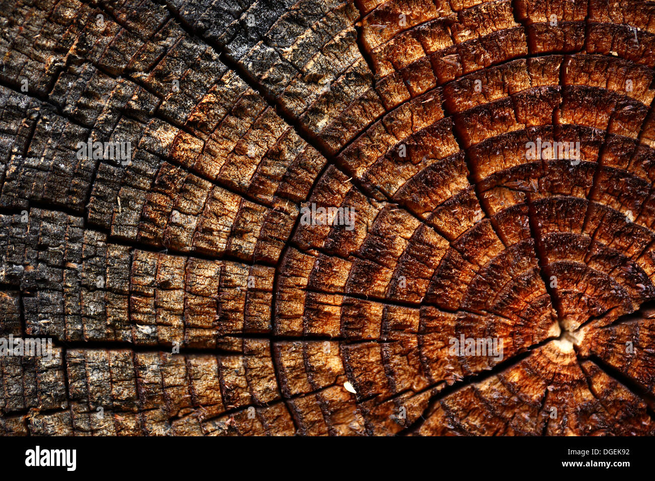 Wooden background with cracked annual growth ring Stock Photo - Alamy