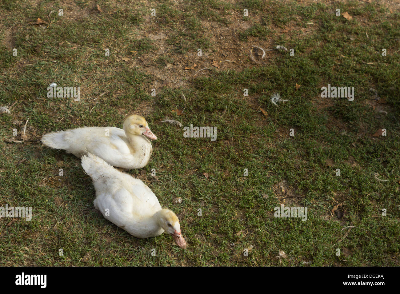 Duck in a farm Stock Photo - Alamy