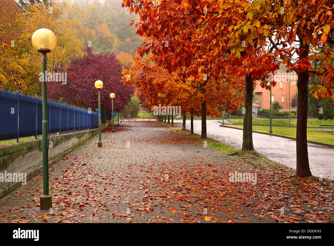 Trees with colorful foliage growing along sidewalk covered with fallen ...