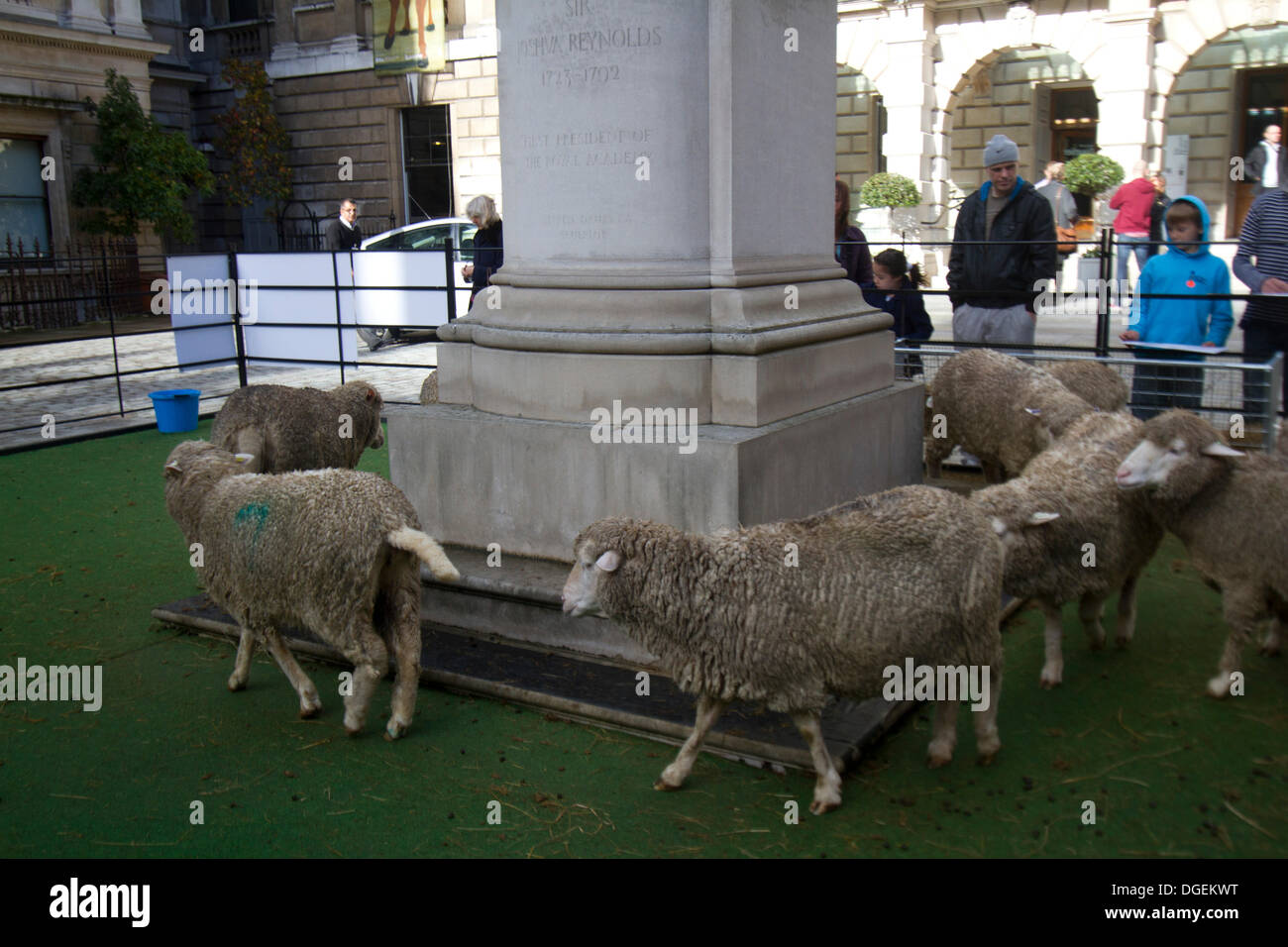 London UK. 20th Oct, 2013. Bowmont Merino Sheep take over the courtyard ...