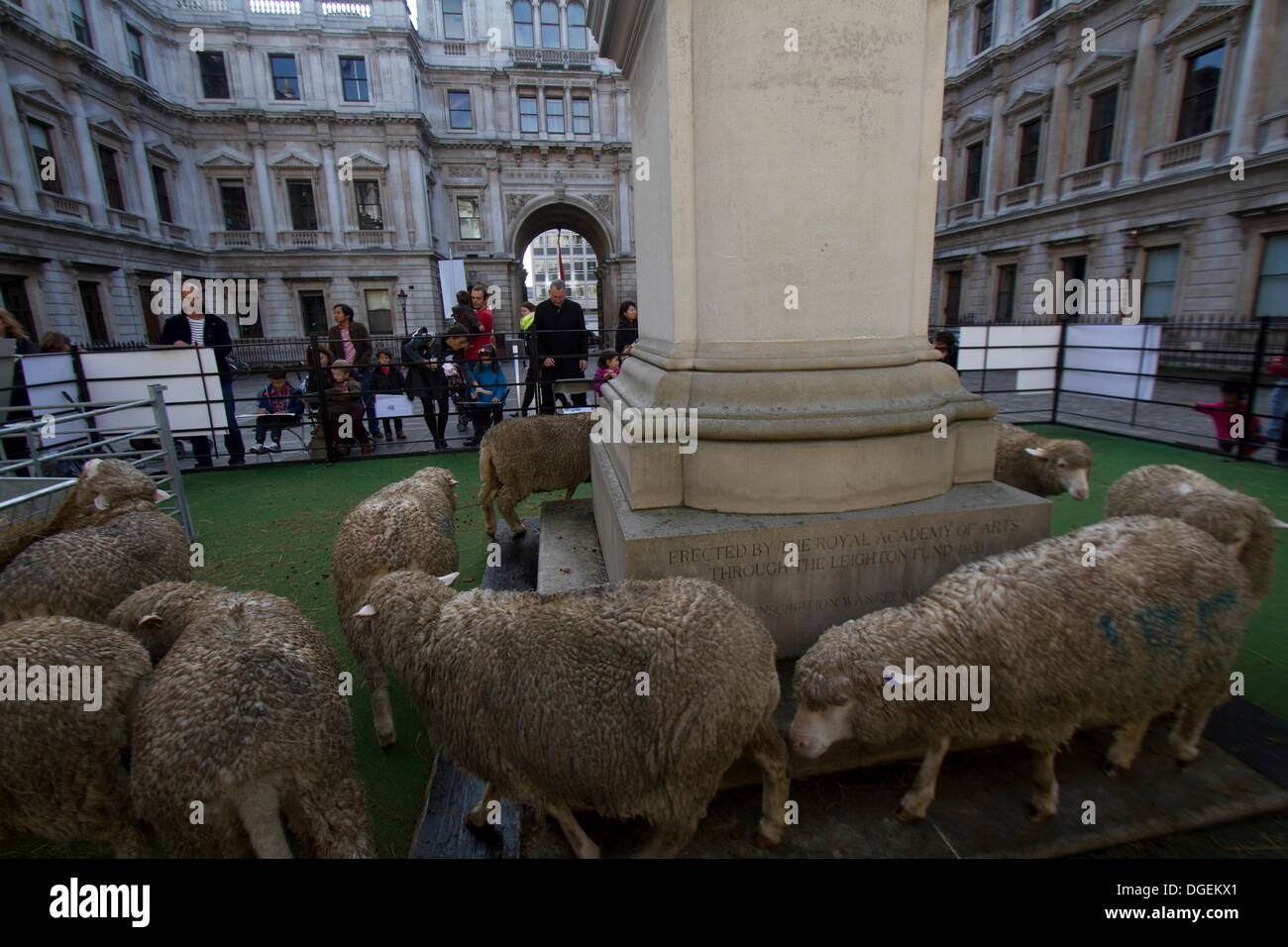 London UK. 20th Oct, 2013. Bowmont Merino Sheep take over the courtyard ...