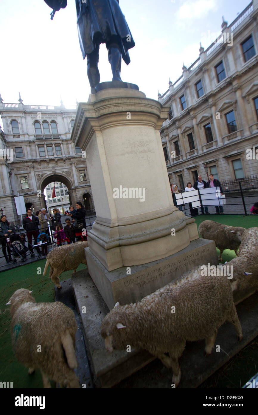 London UK. 20th Oct, 2013. Bowmont Merino Sheep take over the courtyard ...
