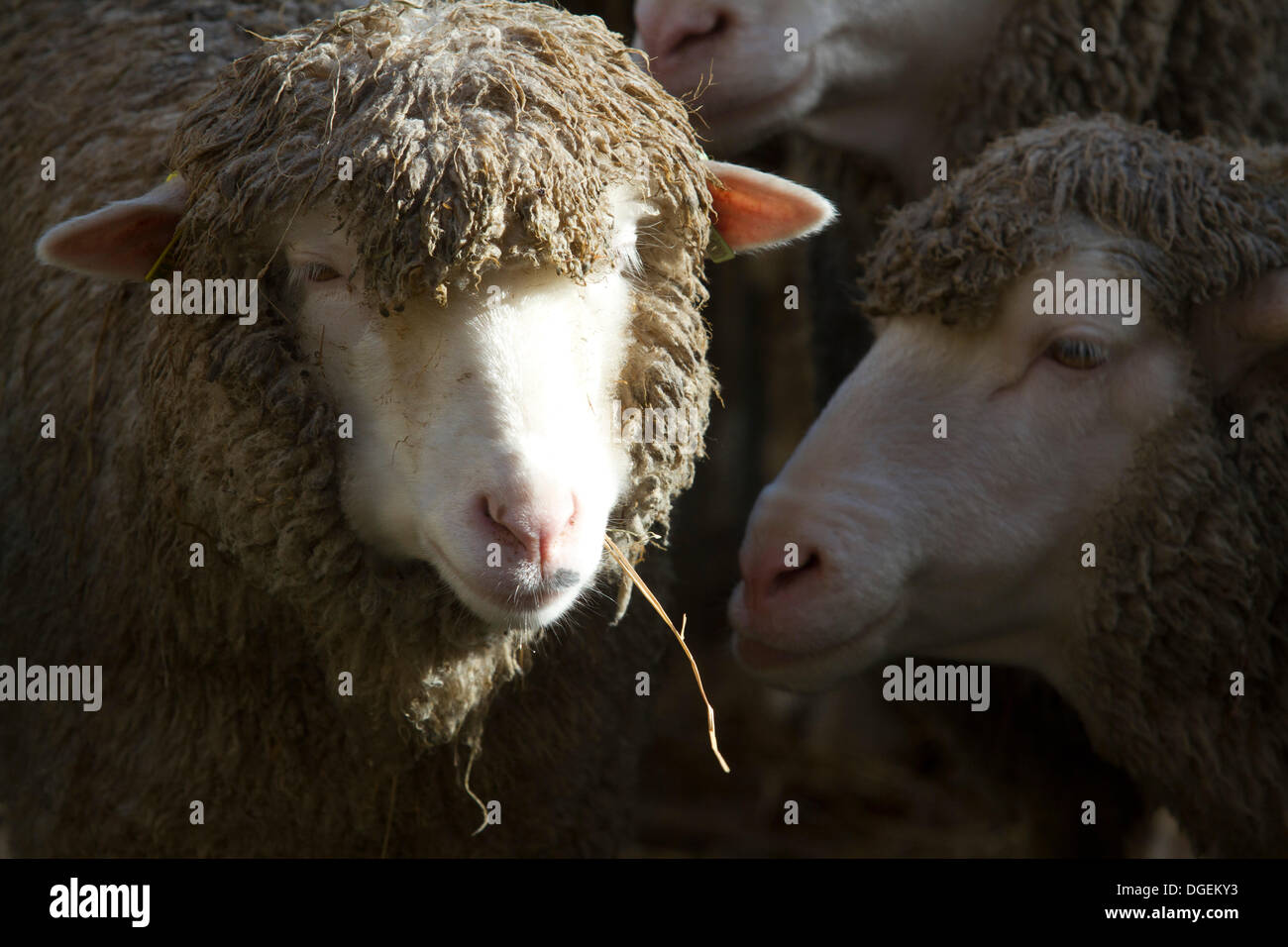 Bowmont merino sheep hi-res stock photography and images - Alamy