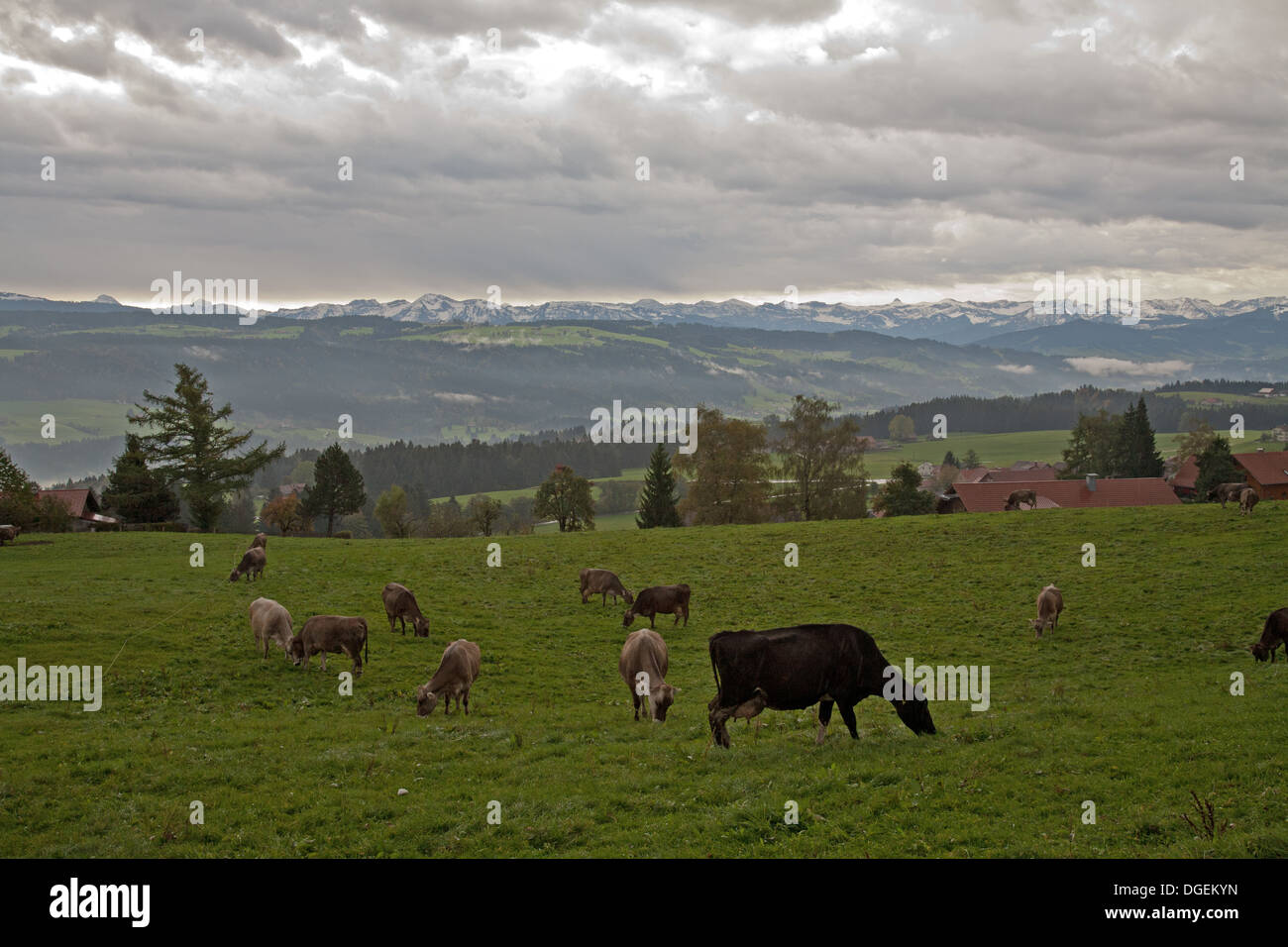 Bavarian cows on meadow hi-res stock photography and images - Alamy