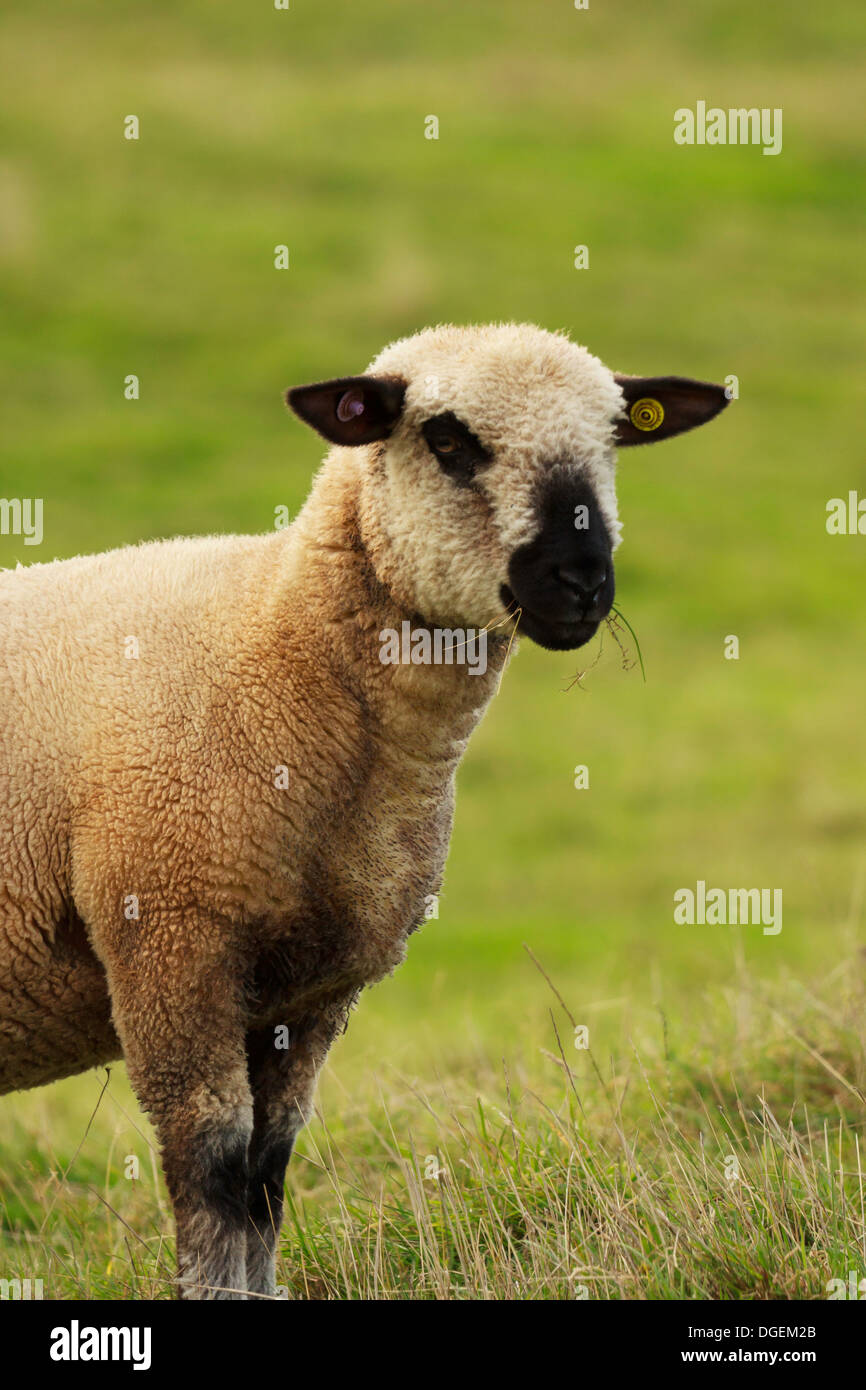 sheep in a field Stock Photo - Alamy