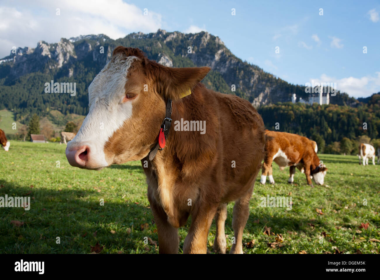 Cows in a Meadow and in the background Schloss Neuschwanstein Castle ...
