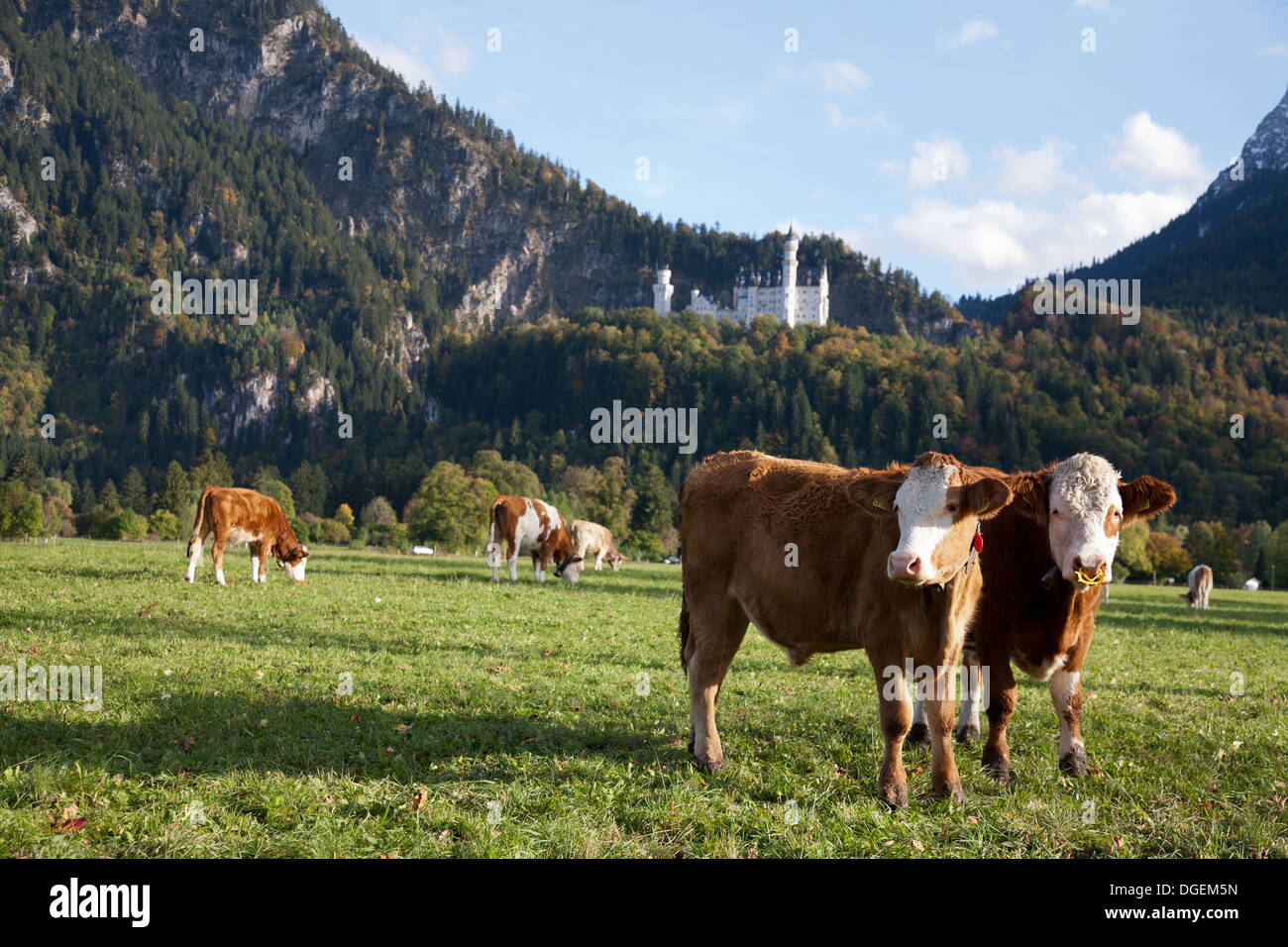 Cows in a Meadow and in the background Schloss Neuschwanstein Castle ...