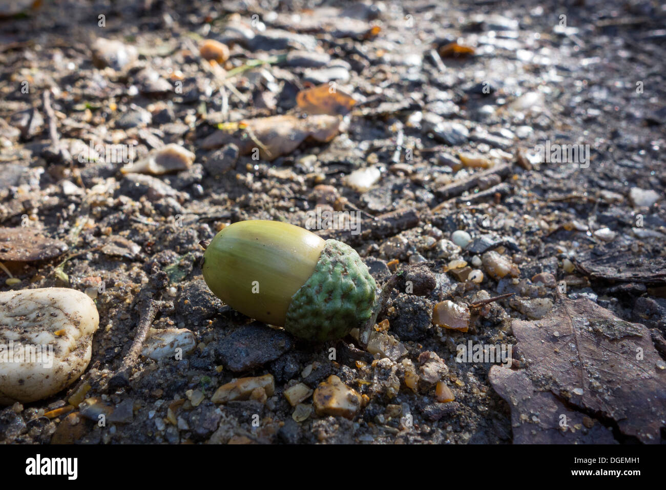 A close-up view of a small green acorn lying on the ground Stock Photo ...