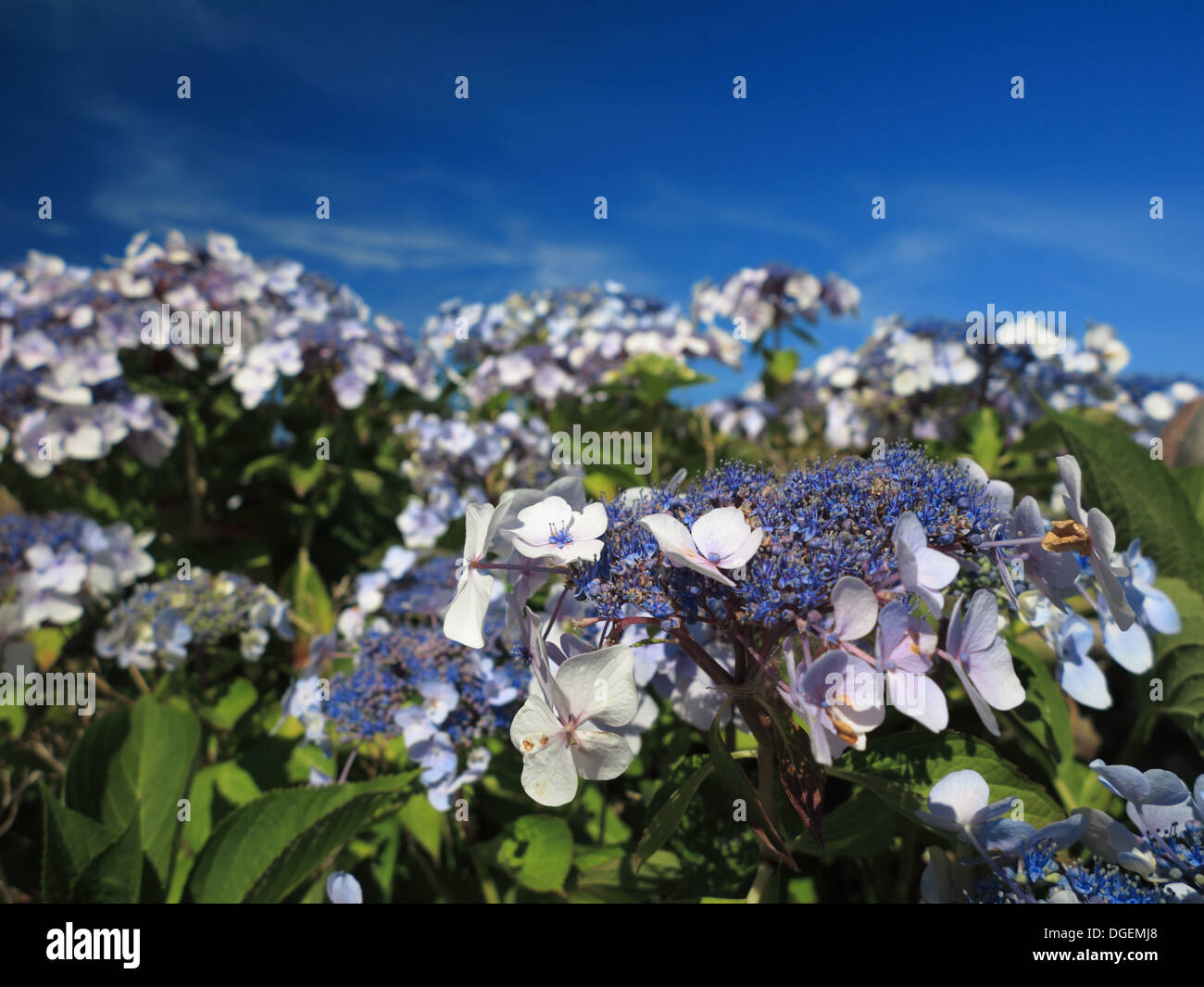bushes Hydrangea Aspera (Macrophylla) hortensia flowers blue sky ...